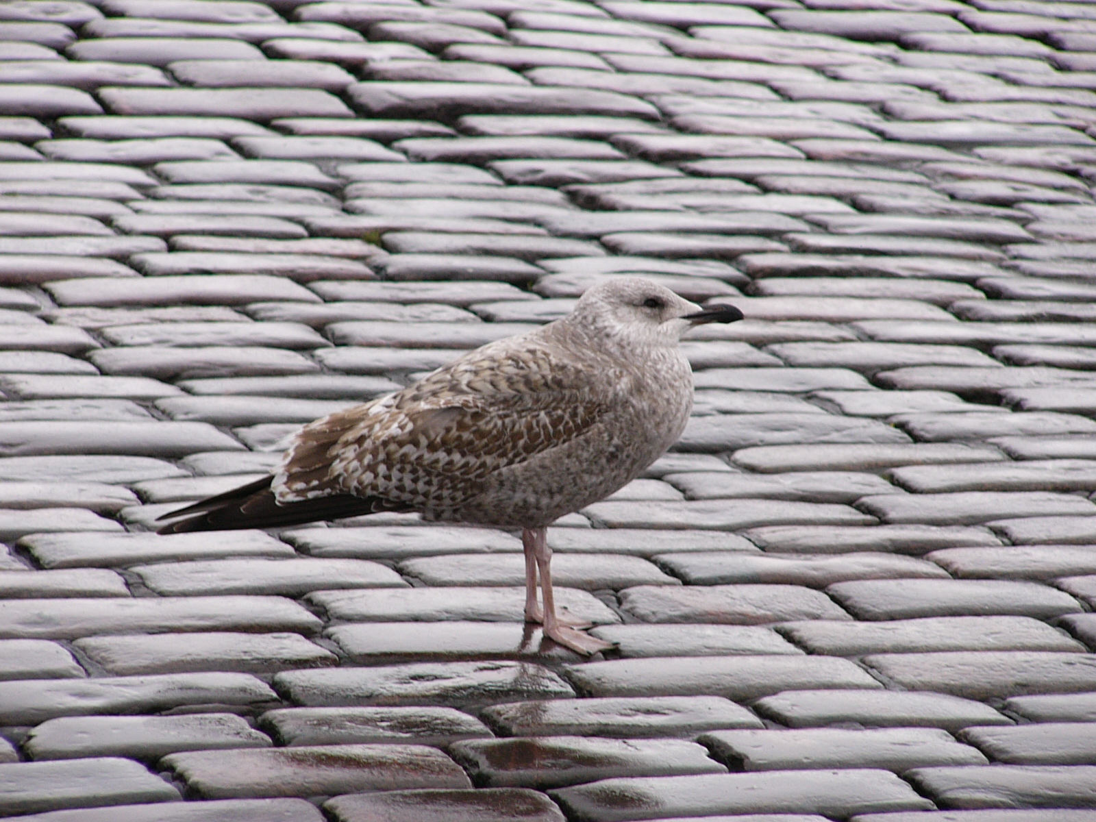 Bird Images photo and wallpaper. All Bird Images pictures